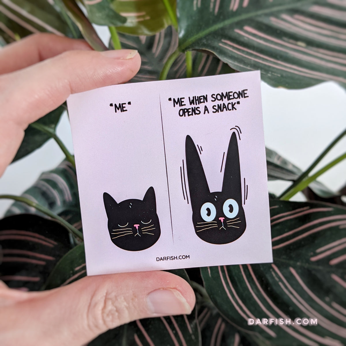 Snack cat Sticker – DARFISH