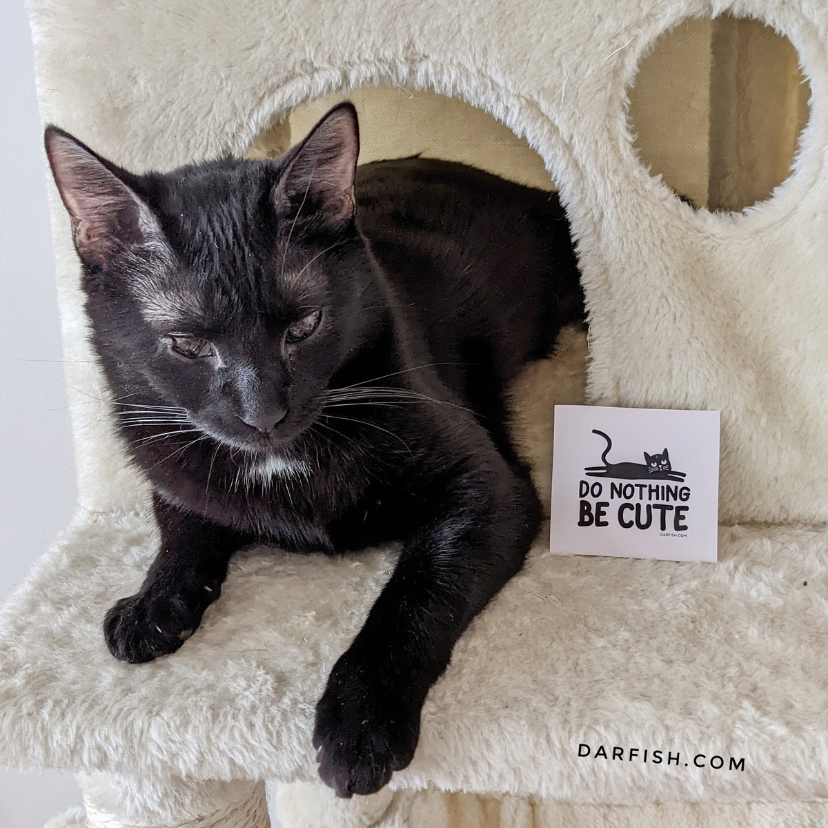 Be cute Do nothing Cat Sticker – DARFISH